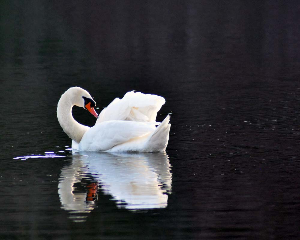 Toronto Grand Prix Tourist - A Toronto Blog: Riding a swan at Ontario ...