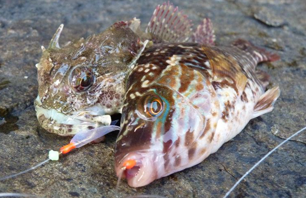 Mission Impossible : To catch 100 species of saltwater fish from ...