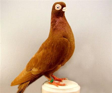 Jucător polonez cu cioc scurt | Rase-de-Porumbei-ro