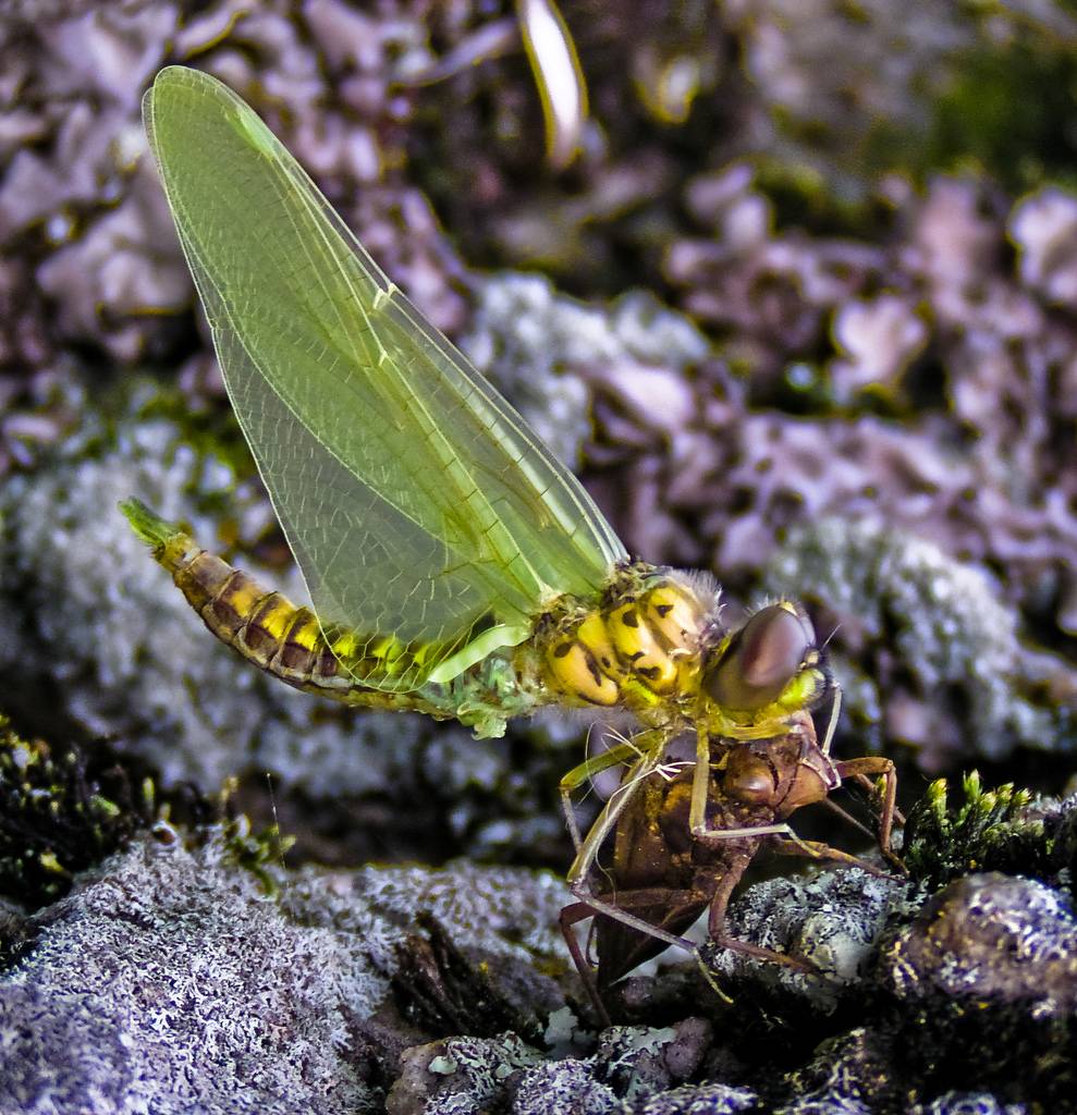 Ecdysis: When Growing Up is More than Skin Deep | The Ark In Space