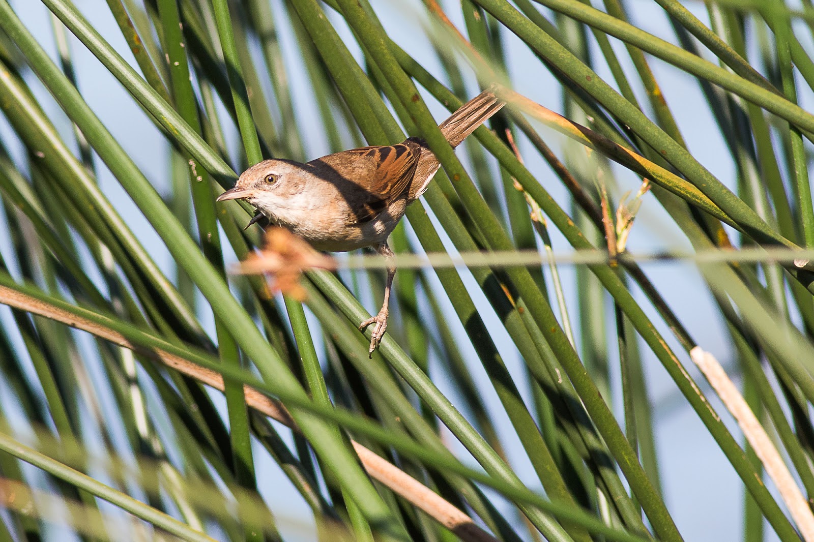 The Great British Bird Hunt
