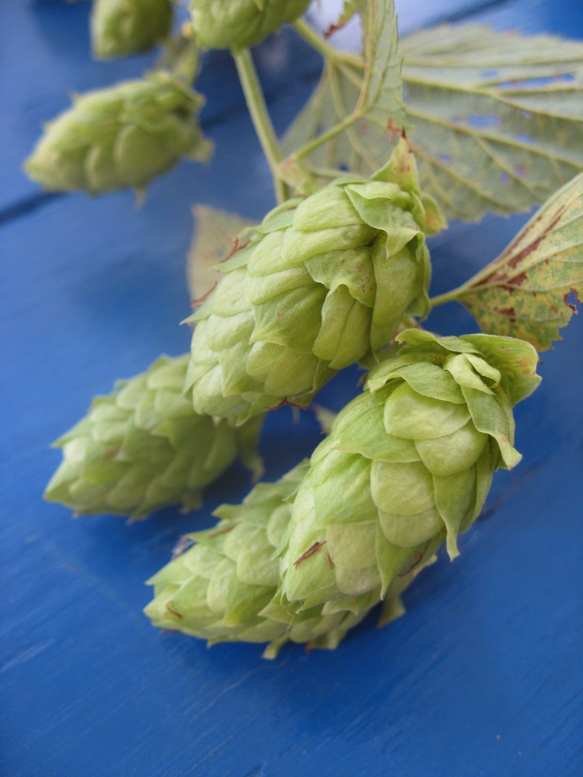 Red Bucket Farm: Hops Harvest
