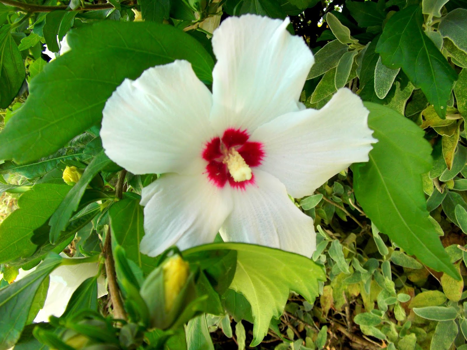 Magnon's Meanderings: Althéa.