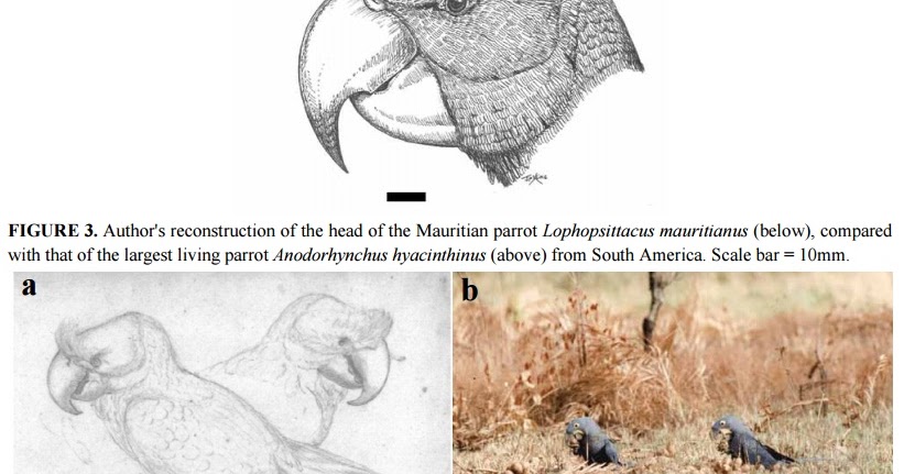 Species New to Science: [Ornithology • 2007] Reappraisal of the Parrots ...