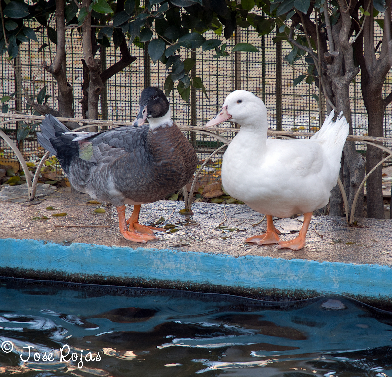 Momentos: Dos patos,dos patas, o un pato y una pata