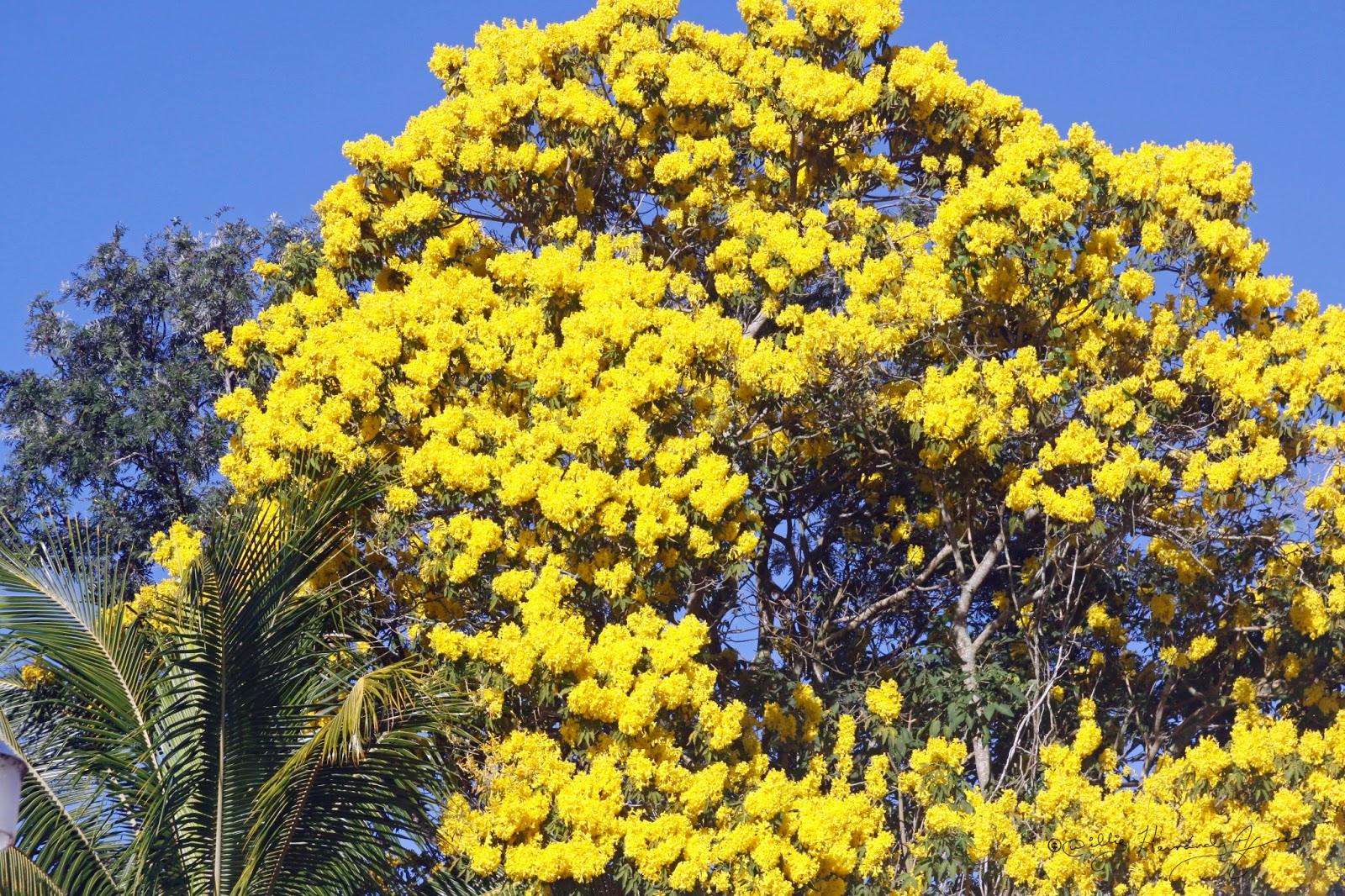 Flora de Puerto Rico Ilustrada Papo Vives: BIGNONIACEAE Tabebuia ...