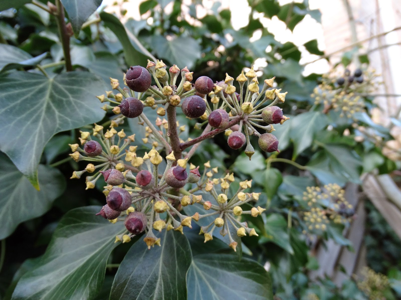 oog voor de natuur: Klimop met vruchten