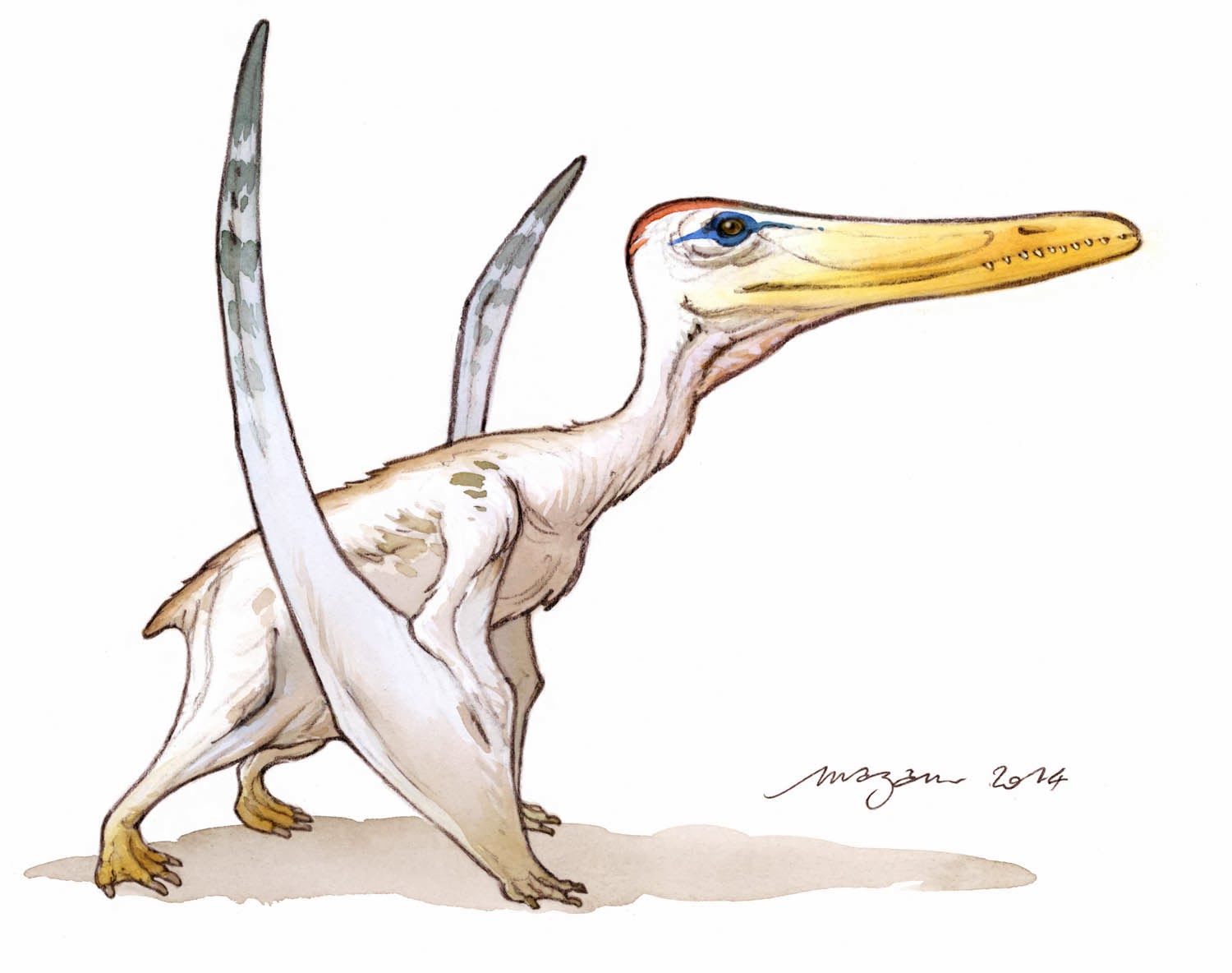 Petit carnet paléo: Istiodactylus latidens