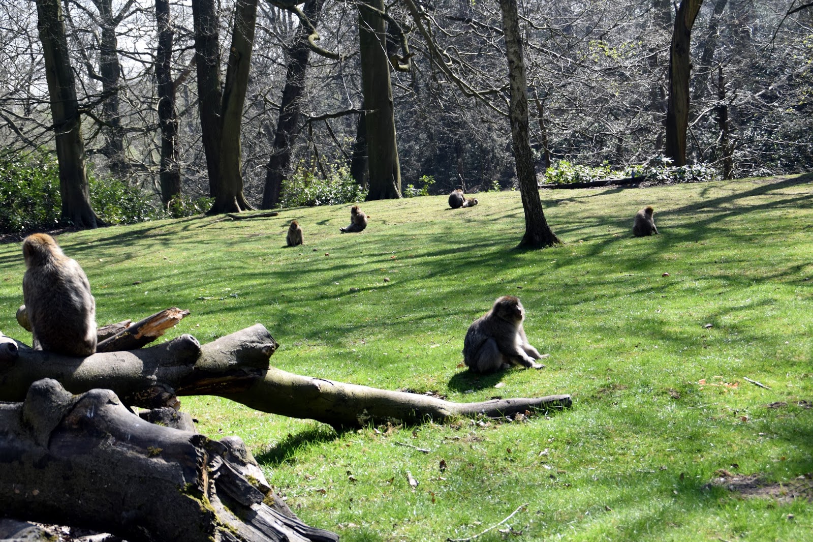 Enjoy your time with beautiful places: Trentham Monkey Forest - Walk ...