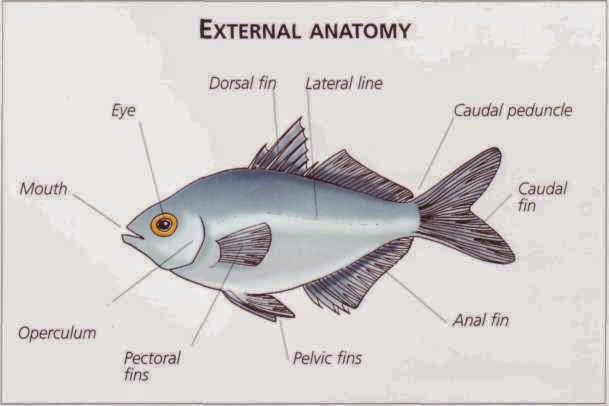 Aquarium: Fish (Anatomy and Biology)