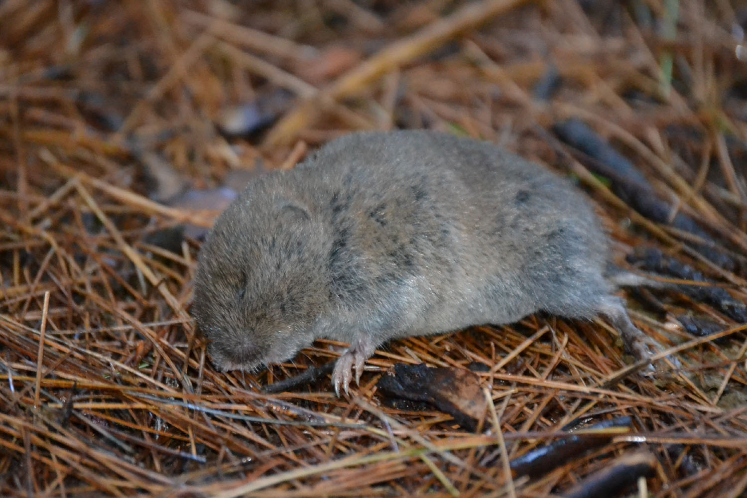 Woods Walks and Wildlife: August 2011