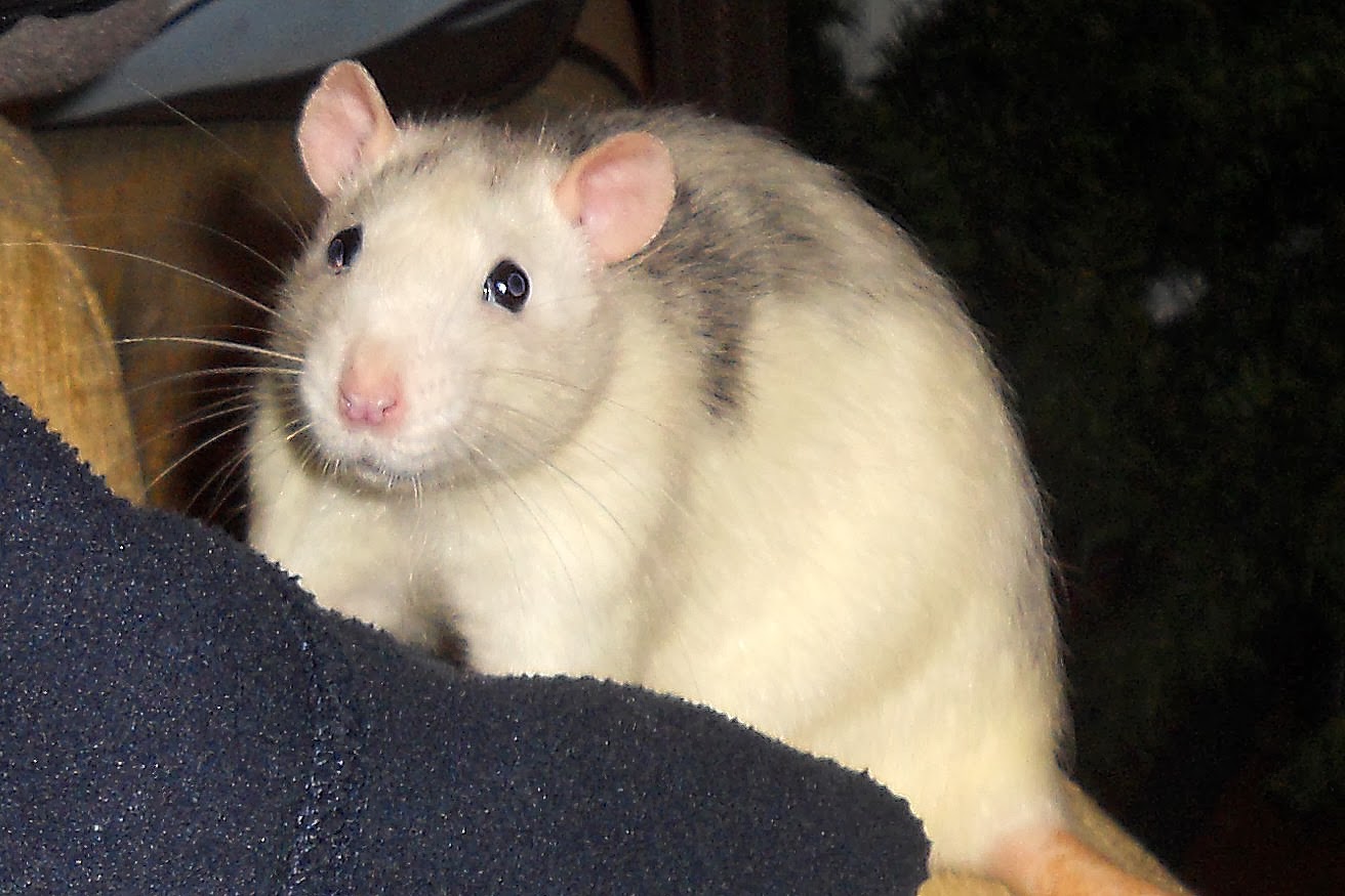 The Palace of Heavenly Pleasure: This Is What A Hoor-Cat Looks Like