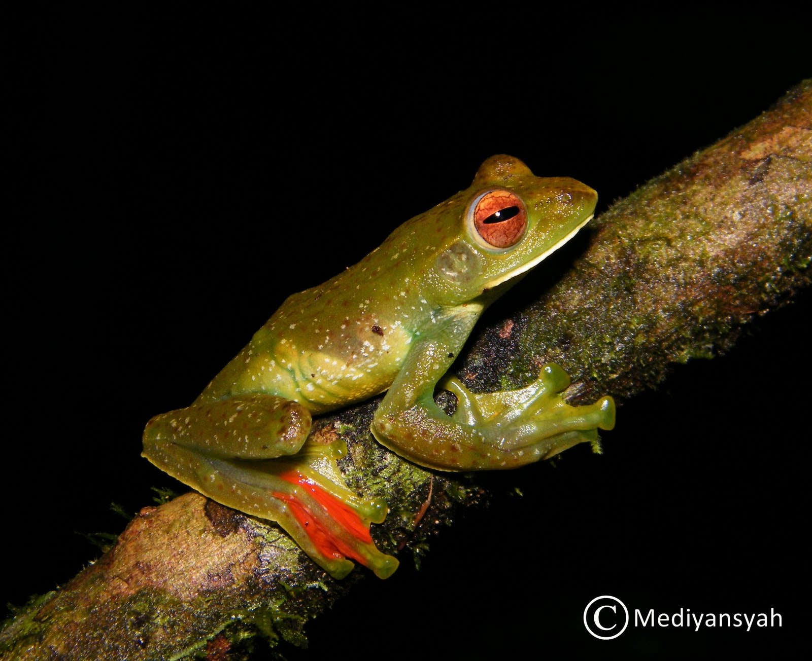 Species New to Science: [Herpetology • 2002] Rhacophorus achantharrhena ...