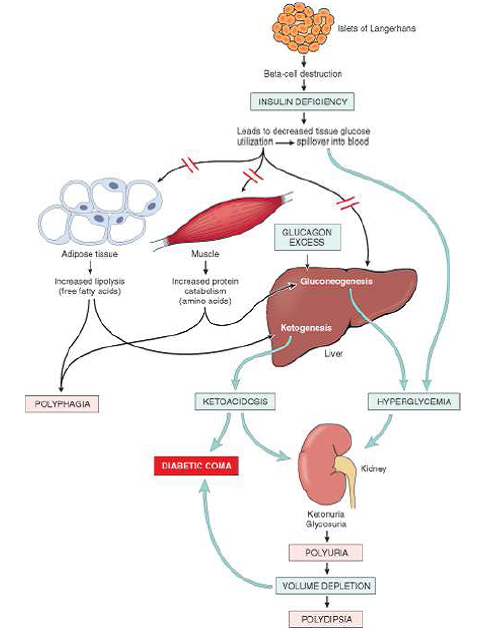 sikkahoder: FAKTOR PENYEBAB DAN PERJALANAN PENYAKIT DIABETES