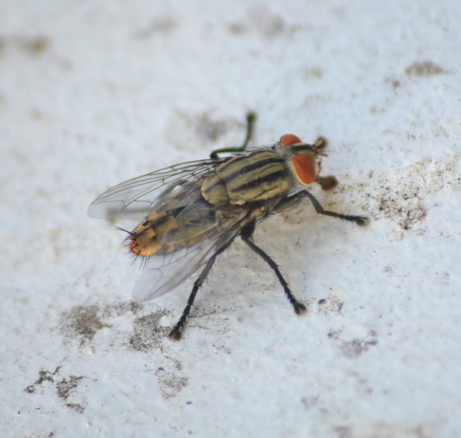 Mengenal Lalat Daging Sarcophaga sp.