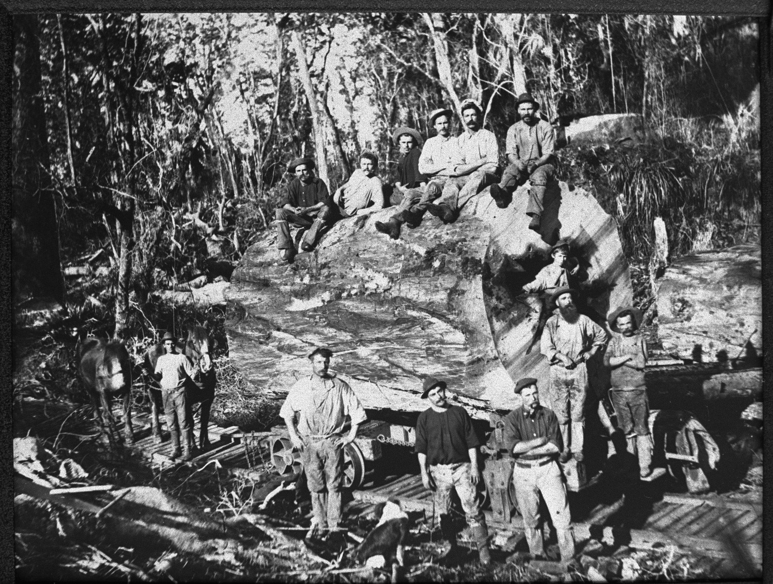 Kauri logging in Waitākere Ranges