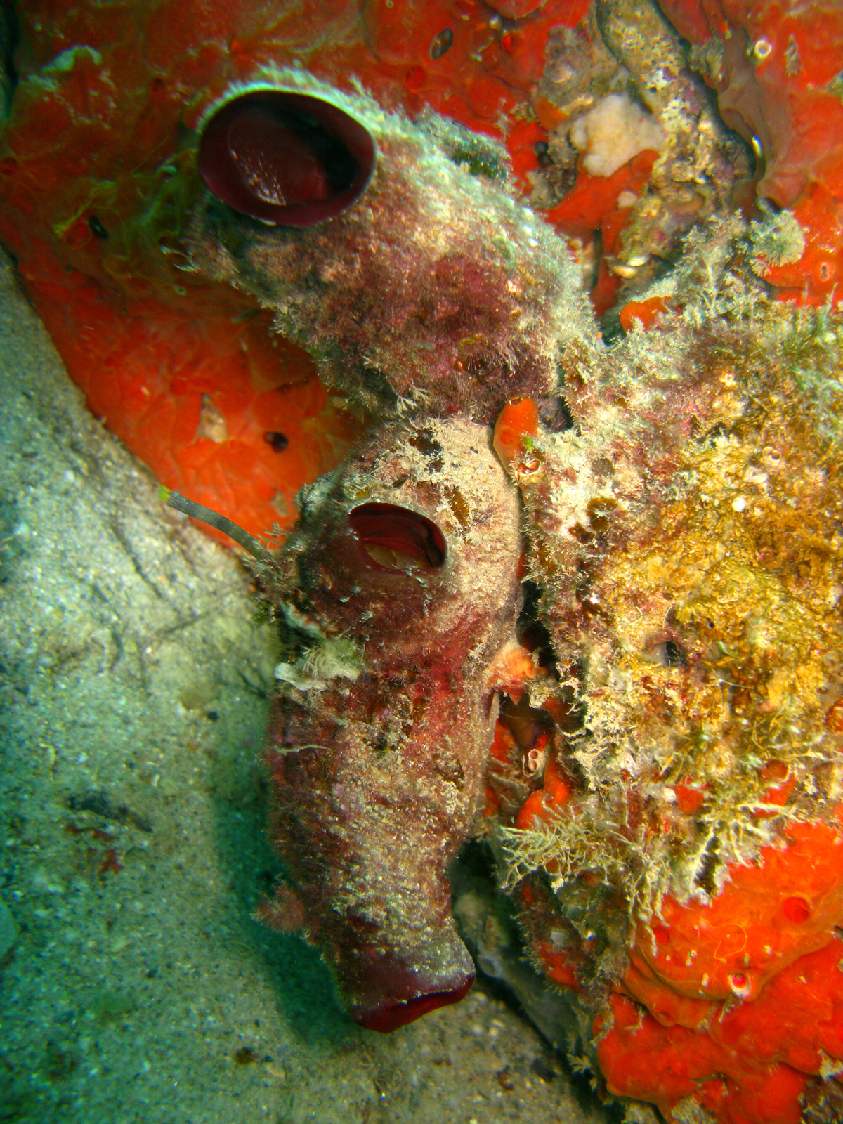 Necton e Plancton: Tunicati: Limone di Mare