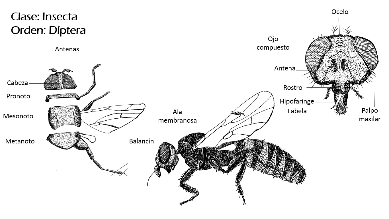 Asignatura de Biologia : Laminas