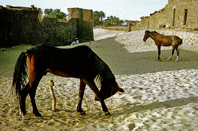 Fascinating Humanity: Niger: A Blessed Oasis In An Infernal Part Of The ...