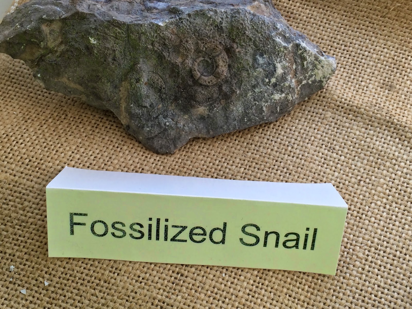 venturing4th: Archaeocyathids