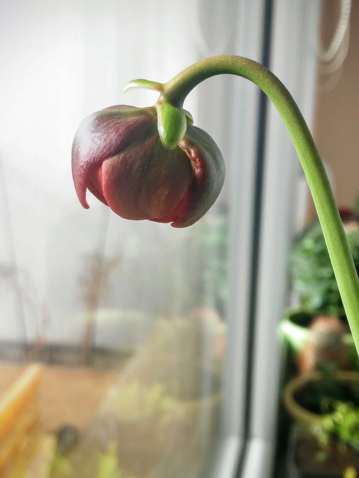 Rośliny owadożerne: Pęd z pąkiem kwiatowym Sarracenia 'Juthatip Soper'