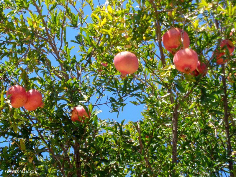 Rosa en Gran Canaria: Granada, fruto del Granado (Punica granatum)