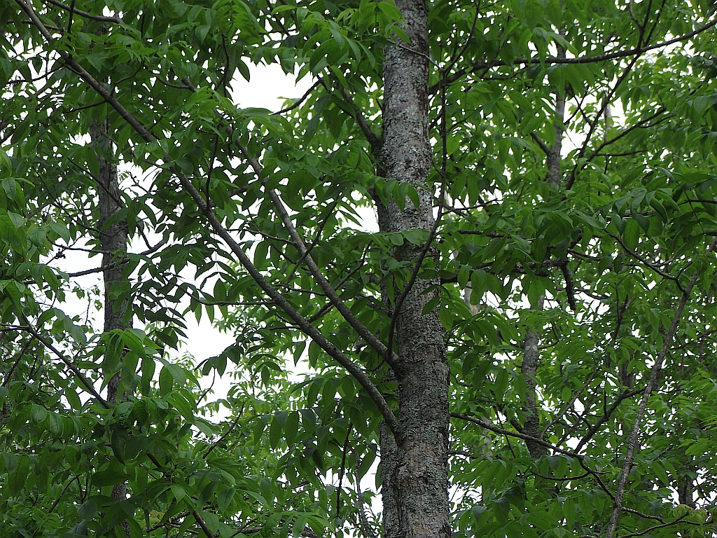 American Grouch: Useful Trees & Shrubs of the North Woods (A Five Part ...