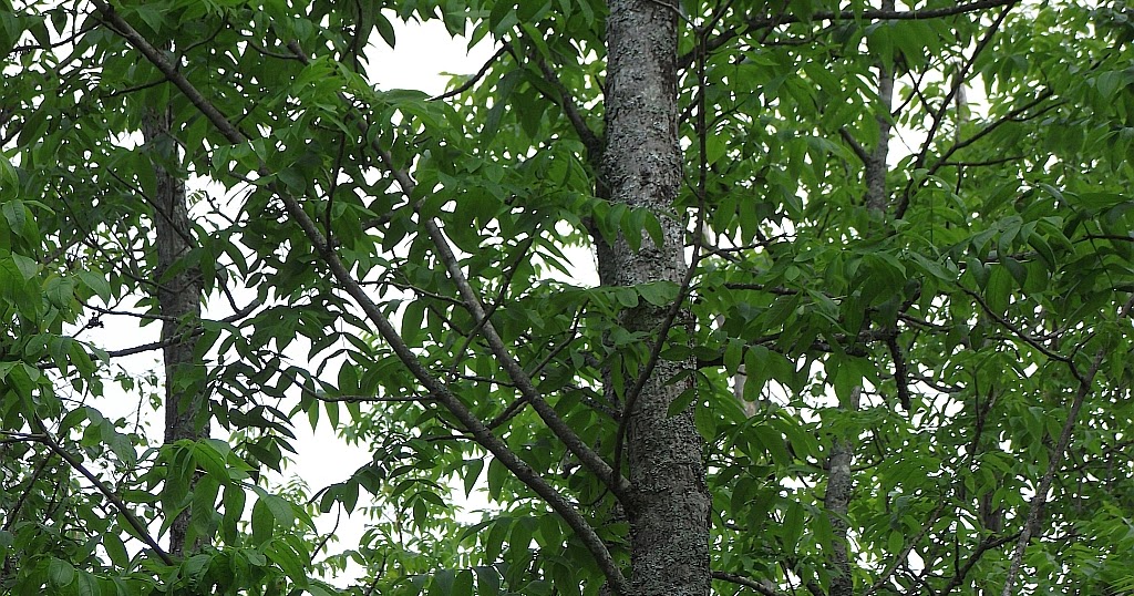 American Grouch: Useful Trees & Shrubs of the North Woods (A Five Part ...