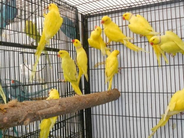 BIRD STREET: yellow ringneck parrot
