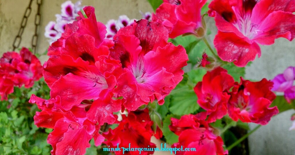 Пеларгония на все времена: Королевские