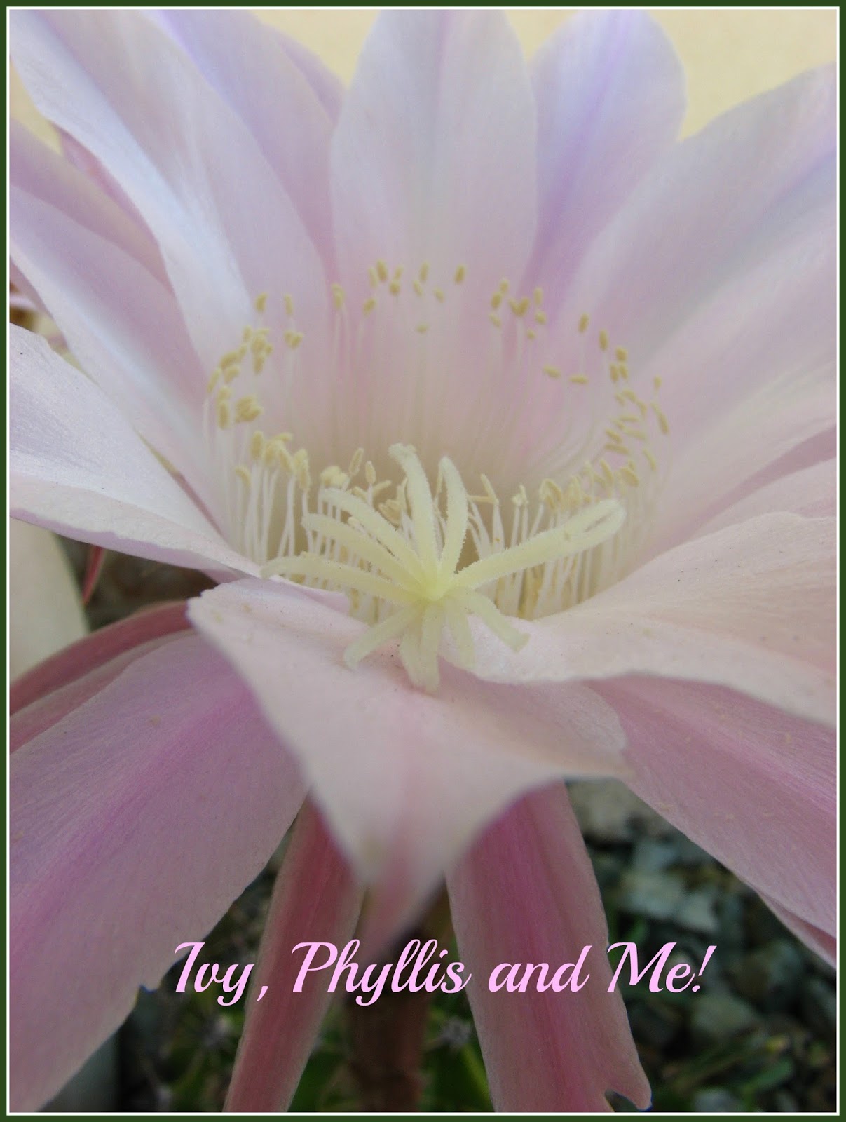 Ivy, Phyllis and Me!: FLOWERS FROM THE ISLAND OF CYPRUS