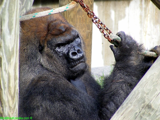 El blog de Alex Heny: Historia del mono y la cadena