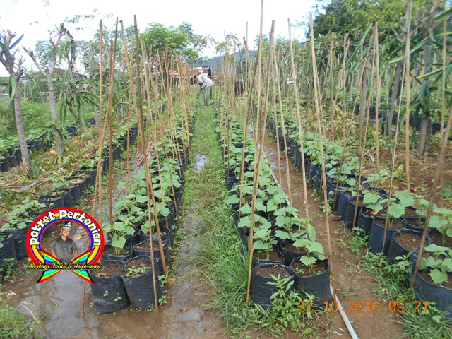 Cara Menanam Mentimun Padang Menggunakan Media Polibag di Kebun Benih ...