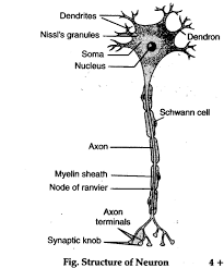 Allin1science: STRUCTURE OF NUERON