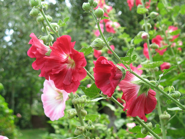 Jurnal de gradina: Gradina cu nalbe