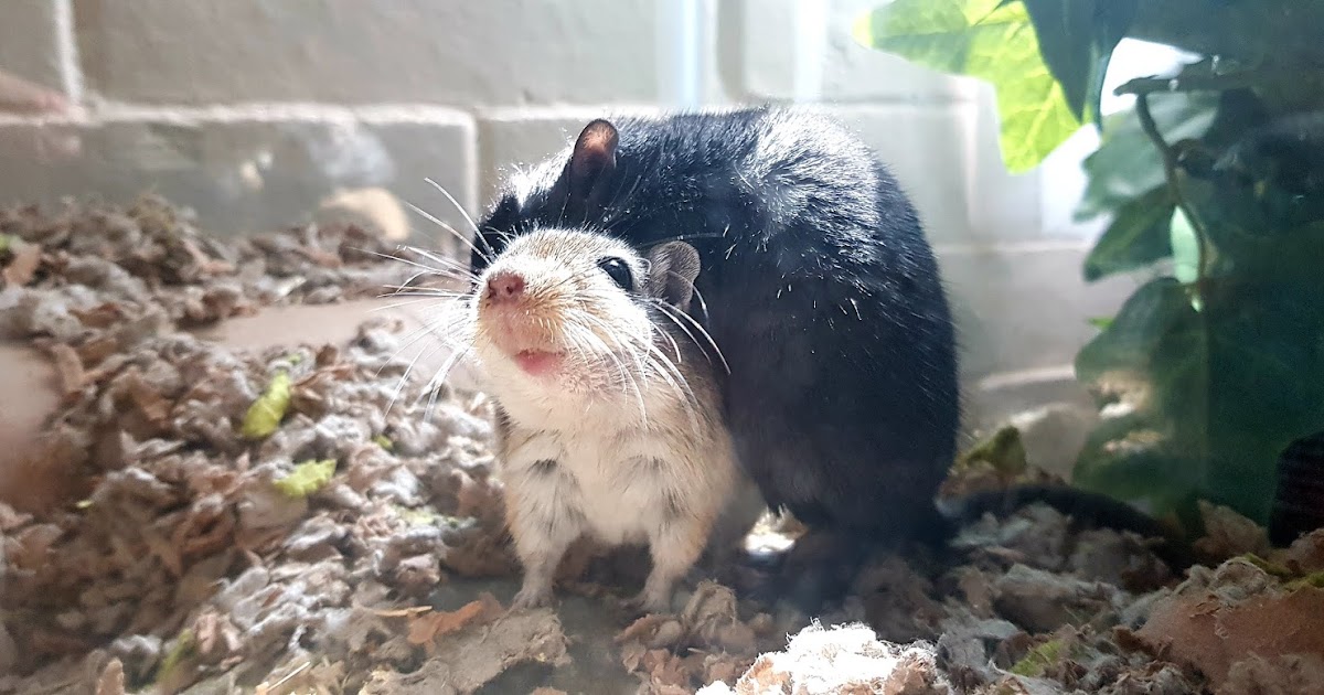 3 tips para ayudar a tu jerbo en esta temporada de calor - Todo Jerbos mx