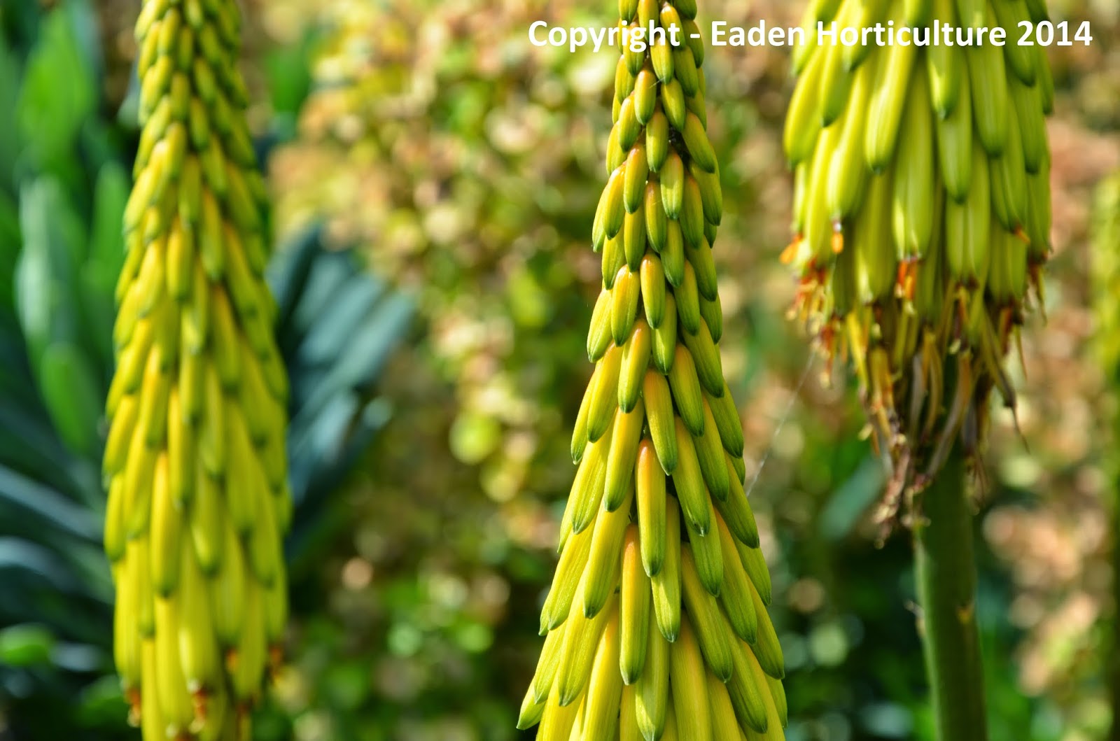 HOW TO GROW THE HARDY ALOE - Aloe striatula |The Garden of Eaden