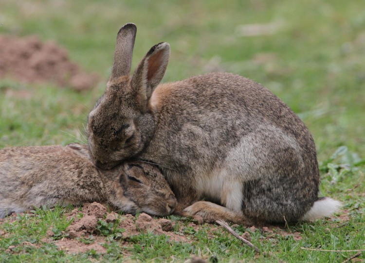 Shropshire Birder: Venus Pool - Lesser Whitethroat etc