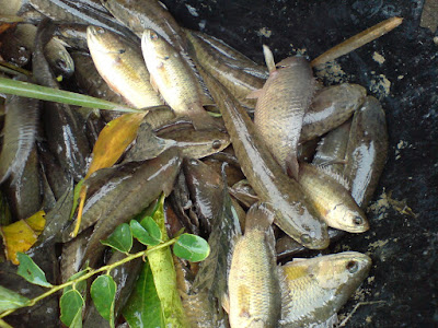 MY LITTLE FAMILY: teringat masa kecik-kecik dulu, tangkap ikan tepi paya