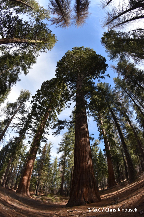 a wilderness journal: Incredible plants: giant sequoia
