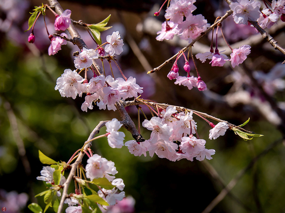 FROM THE GARDEN OF ZEN: Shidare-zakura (weeping cherry) blossoms: Kencho-ji