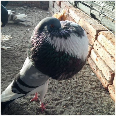 kriteria penilaian kontes merpati hias jenis norwich cropper | Pawiro ...