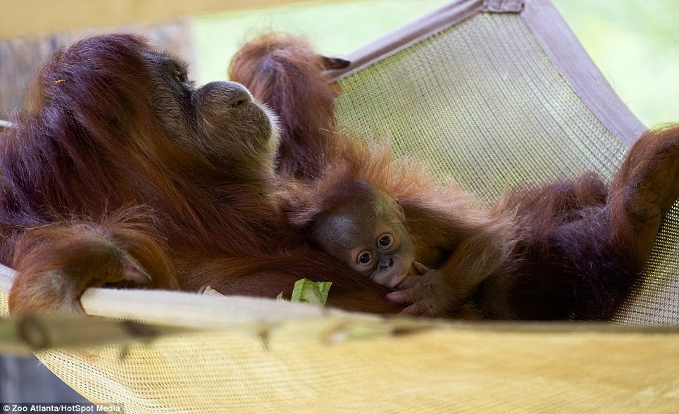 Fauna Urbana Villa María: Pongo el orangután finalmente gana la ...
