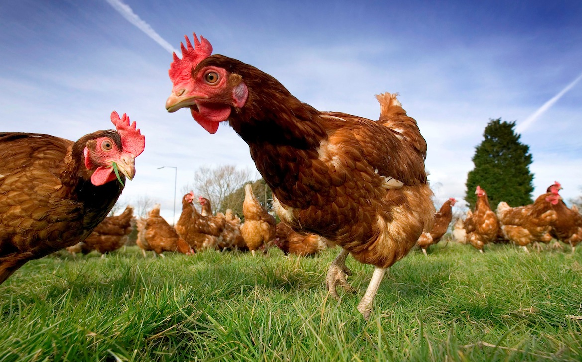 The View From Cullingworth Free Range Chicken Isn t Healthier Or More the-view-from-cullingworth-free-range-chicken-isn-t-healthier-or-more