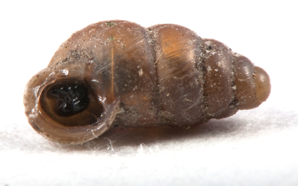 Land Snails and Slugs of Pennsylvania and New York