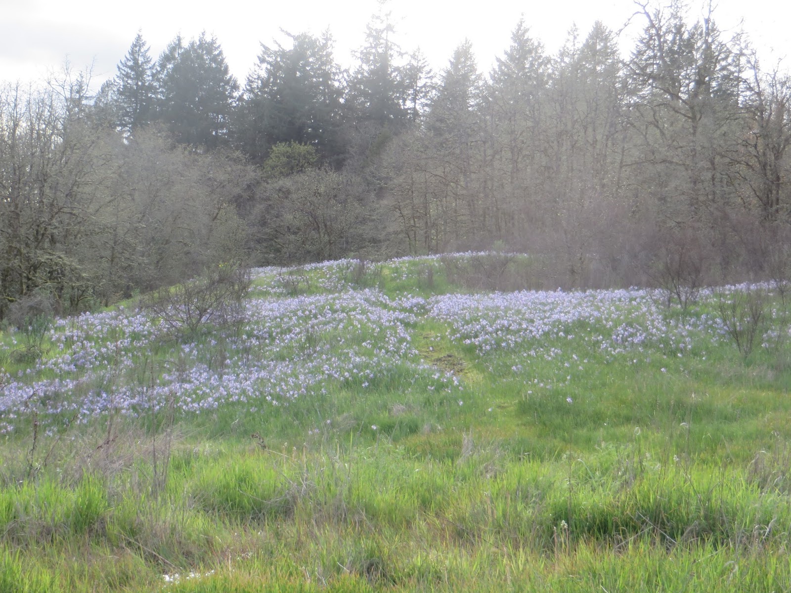 A Field of Camas