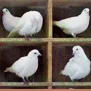 The Pigeonhole Principle | Burning Math