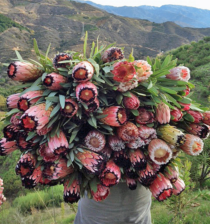 A Passion for Flowers: In the Field: Protea Neriifolia