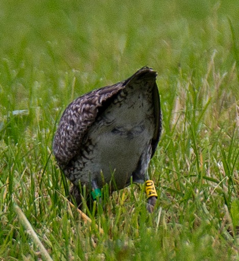 BTO Bird Ringing - 'Demog Blog': Want to see a Whimbrel? Den mark it ...