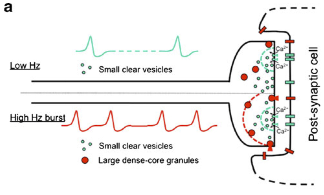 Medicine In Brief: Stress transduction in the adrenal medulla